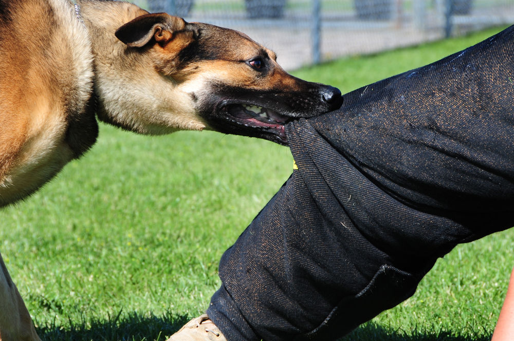 RI Lawyer What Should I Do If My Dog Bites Someone Legal Blog RI Lawyer What Should I Do If My Dog Bites Someone Legal Blog